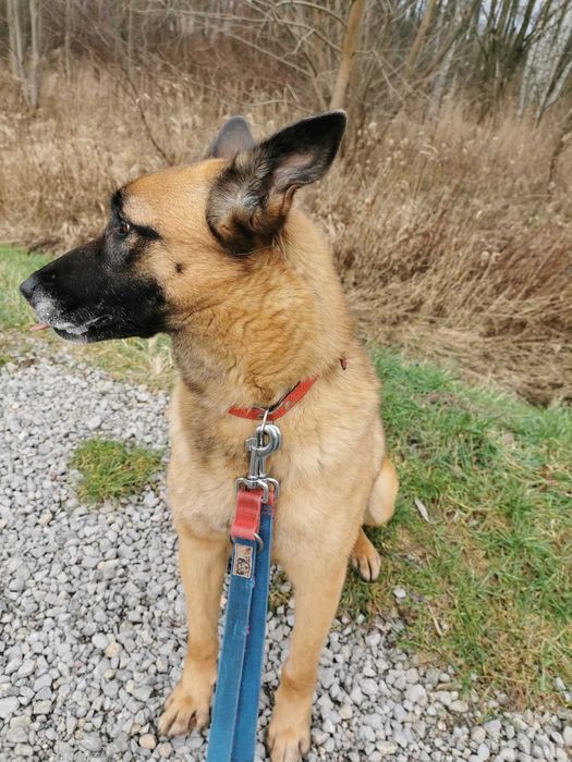 Malinka czeka na dom... Częstochowa Zawodzie - Dąbie • OLX.pl