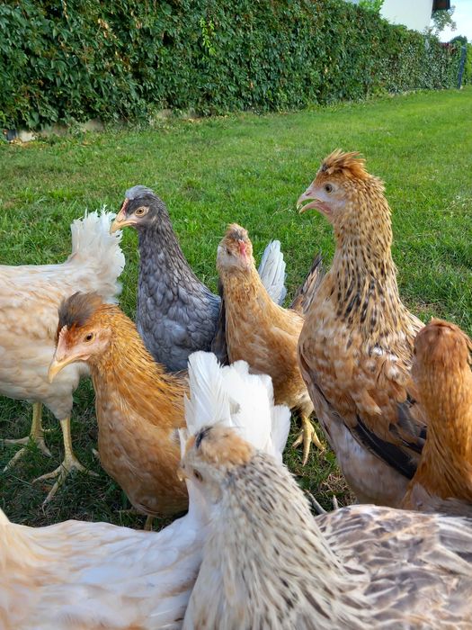 Kury Nioski Green Shelle. Wysylka cala Polska! Kraków Bronowice • OLX.pl