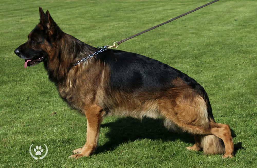 Owczarek niemiecki krótkowłosy FCI ZkwP Nowy Targ • OLX.pl