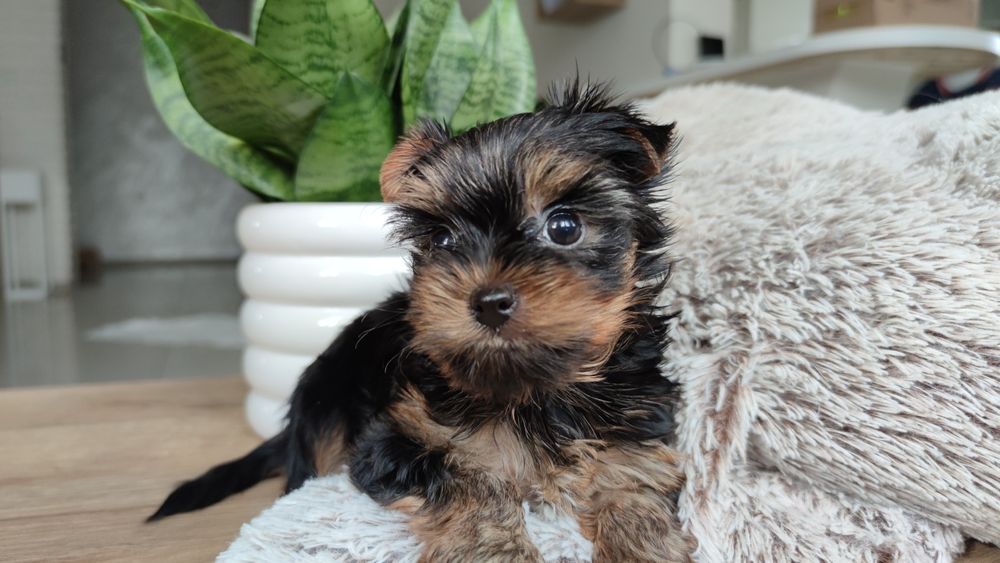Yorkshire terrier miniaturka Modrzyca • OLX.pl