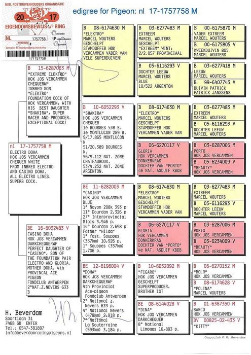 Gołębie pocztowe Gołąb Samica 2024 Jos Vercammen rodowodem Włocławek ...