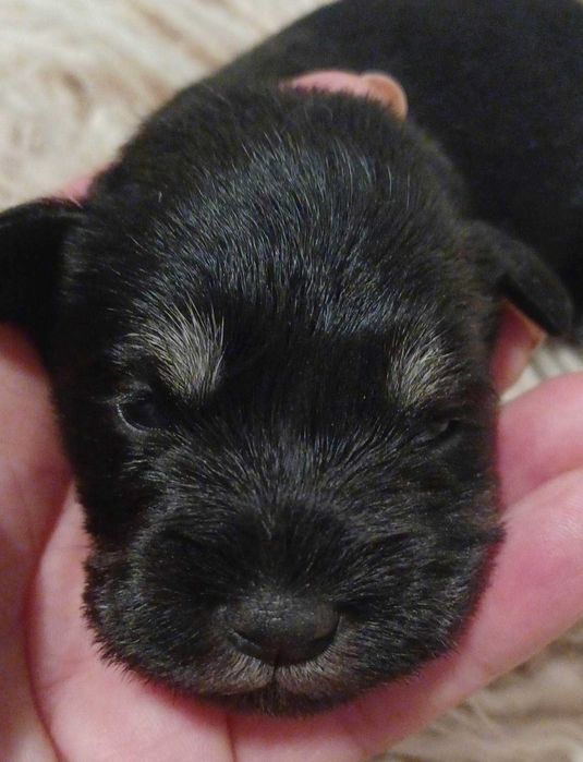 Цвергшнауцер цуценята FCI: 25 000 грн. - Собаки Київ на Olx