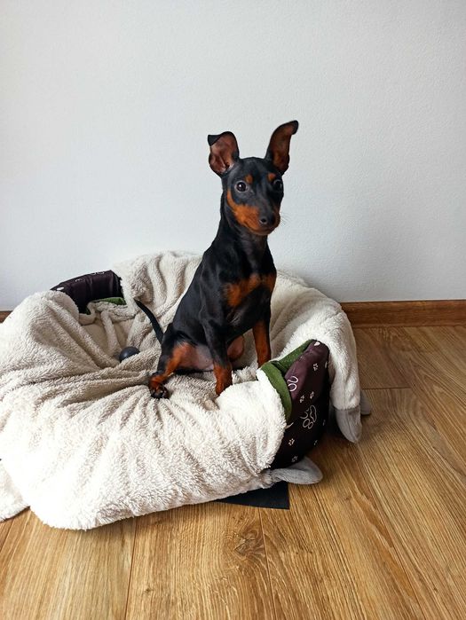 PINCZER ratlerek miniaturowy szczenię piesek Warka • OLX.pl