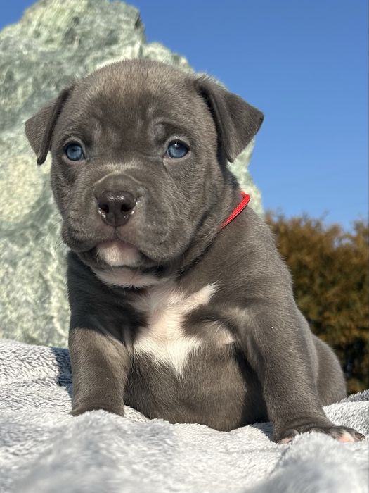 American Bully ABKC Chłopczyk” BLUE BALBOA”pocket/standard Strzelin ...