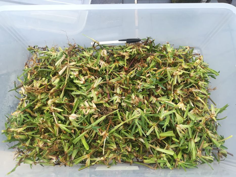 Pés de Relva escalracho pronta a plantar Loures • OLX.pt