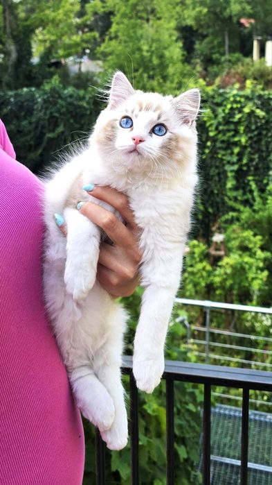 Czarny pręgowany bicolor chłopczyk rasy Ragdoll Grodzisk Mazowiecki ...