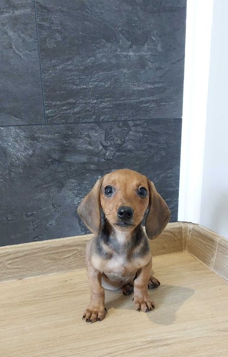 Jamnik Miniaturowy Kraków Zwierzyniec • OLX.pl