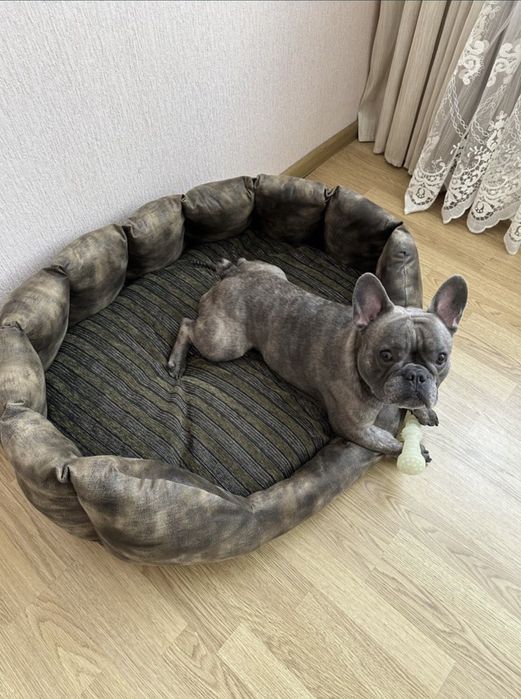 Лежанка,диван,кровать ,матрас для собаки ,кота: 800 грн. - Зоотовари ...