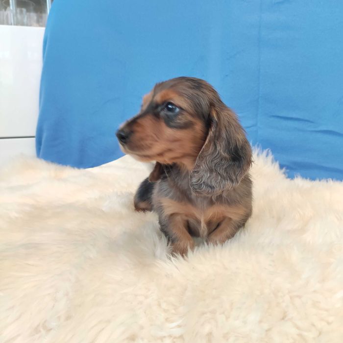 jamnik merle - Twój przyszły pies | OLX Zwierzęta