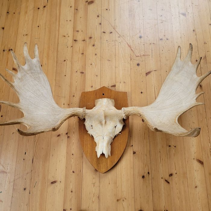 Dla Ciebie wszystko - poroze łosia - w kategorii Kolekcje - Strona 2