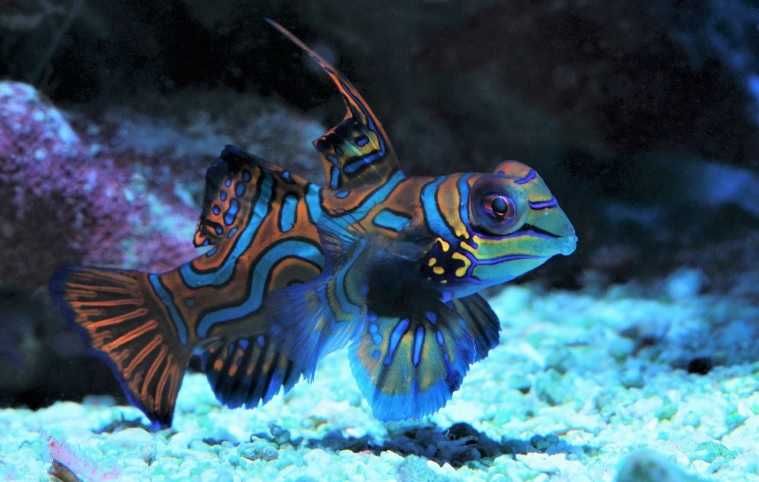 Synchiropus splendidus . Mandaryn . Ryba . Akwarium morskie Pruszcz ...