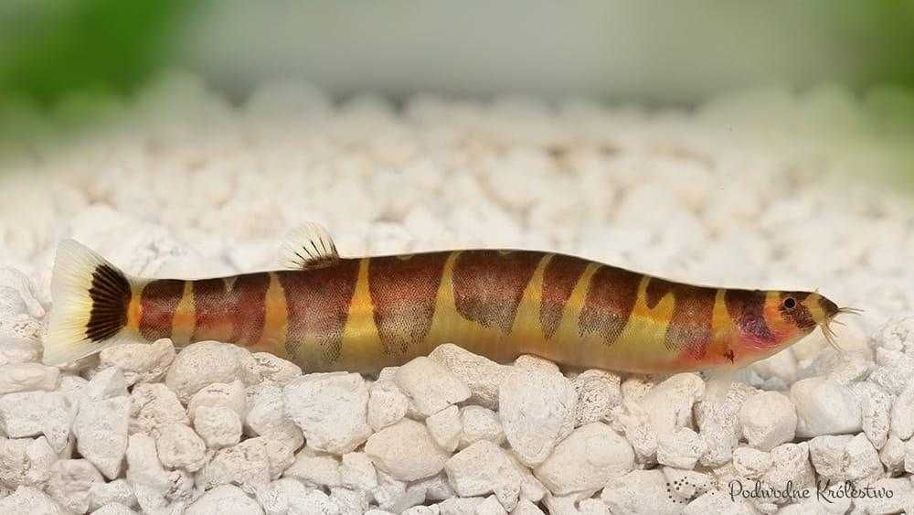 Piskorek kuhla- ryba akwariowa Warszawa Praga-Południe • OLX.pl