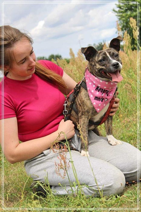 Mini amstaff do adopcji Dobroń • OLX.pl