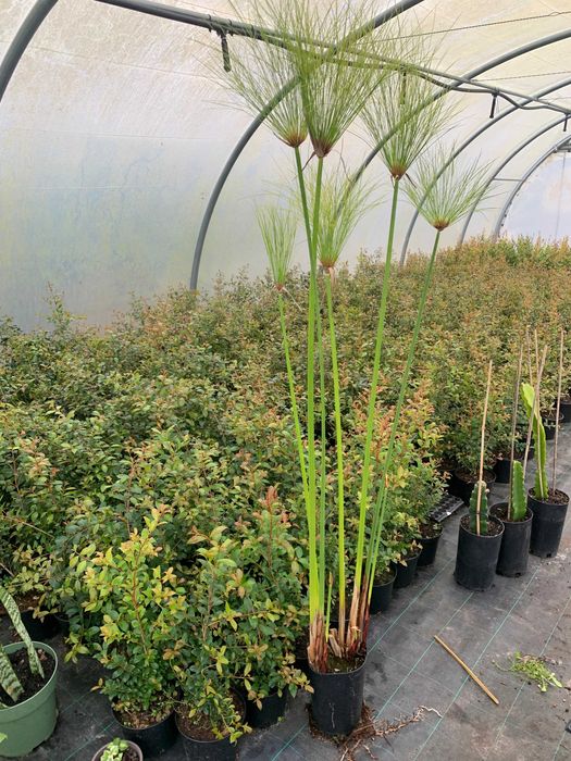 Papiro - Cyperus papyrus Palmela • OLX.pt