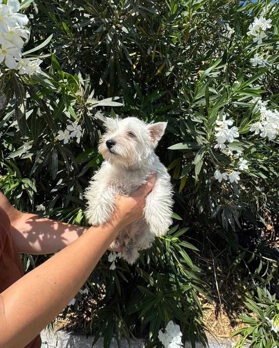 West Highland White Terrier Meia Via • OLX.pt