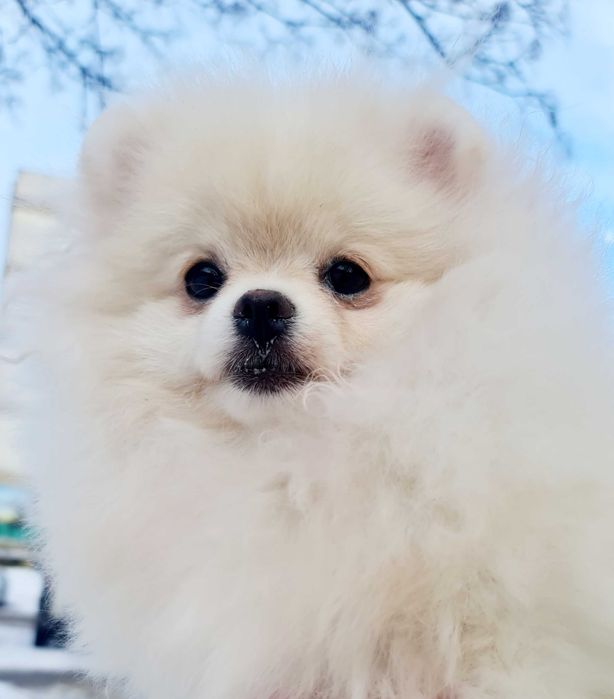 Rasowe psiaki na OLX! Sprawdź kategorię Psy rasowe - Strona 7