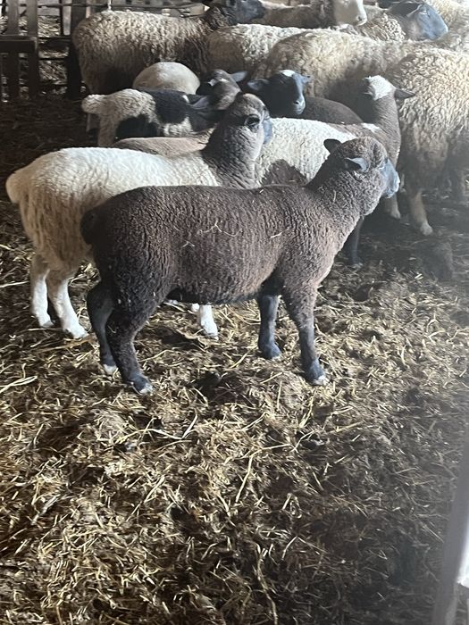 Borregas com 5 meses Meãs do Campo • OLX.pt