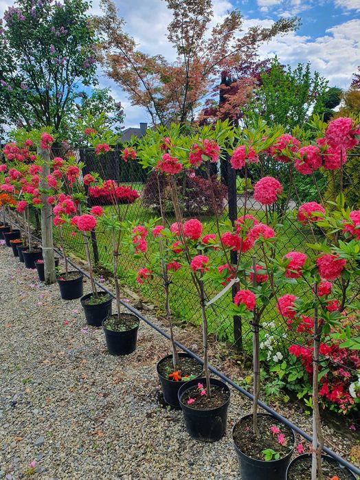 Azalia wielkokwiatowa na pniu, krzewy ozdobne, rododendron Skoczów • OLX.pl