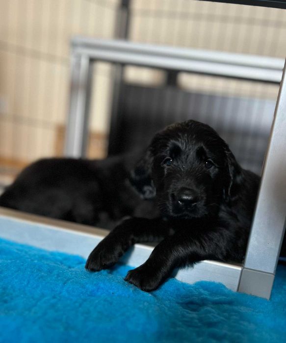 Rasowe psiaki na OLX! Sprawdź kategorię Psy rasowe - Strona 8