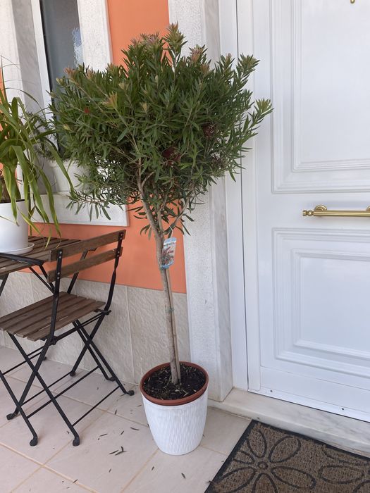 Planta Callistemon rigidus - limpa garrafas Lourinhã E Atalaia • OLX.pt