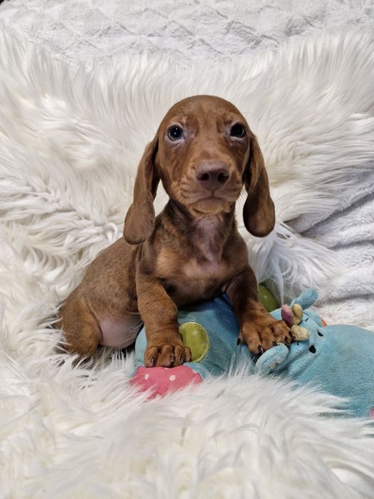 jamnik miniaturowy w Twojej okolicy? Sprawdź kategorię Zwierzęta