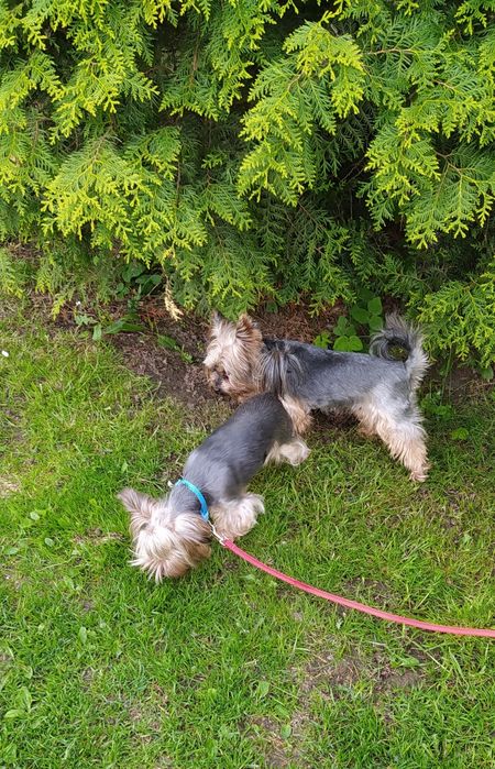 Yorkshire Terrier - SUCZKA miniaturka Więckowy • OLX.pl