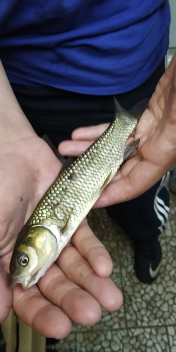 Złota orfa ryby do stawu oczka wodnego złote orfy Radom • OLX.pl