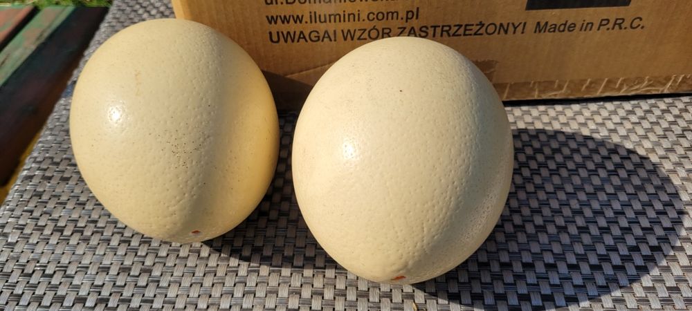 strusie jaja - ogłoszenia rolnicze - kategoria Rolnictwo | OLX
