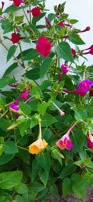 5un sementes de flor Lusco Fusco tipo Boa Noite cores variadas Charneca ...