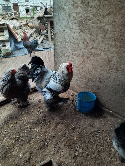 Kury ozdobne Brahmy Boczów • OLX.pl