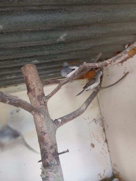 Rolas diamante casais ou individual Canidelo • OLX.pt