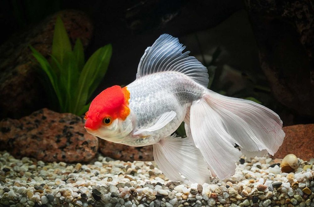 Welonka odmiana CZERWONY KAPTUREK - Carassius - dowóz, wysyłka Tczew ...