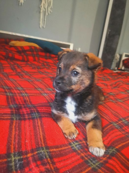 Szczeniaczek szuka swojej rodziny Kłobuck • OLX.pl