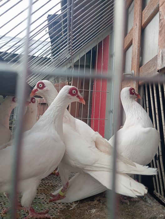 Gołembie ptaki gołembniki 2 sztuki Bzury • OLX.pl