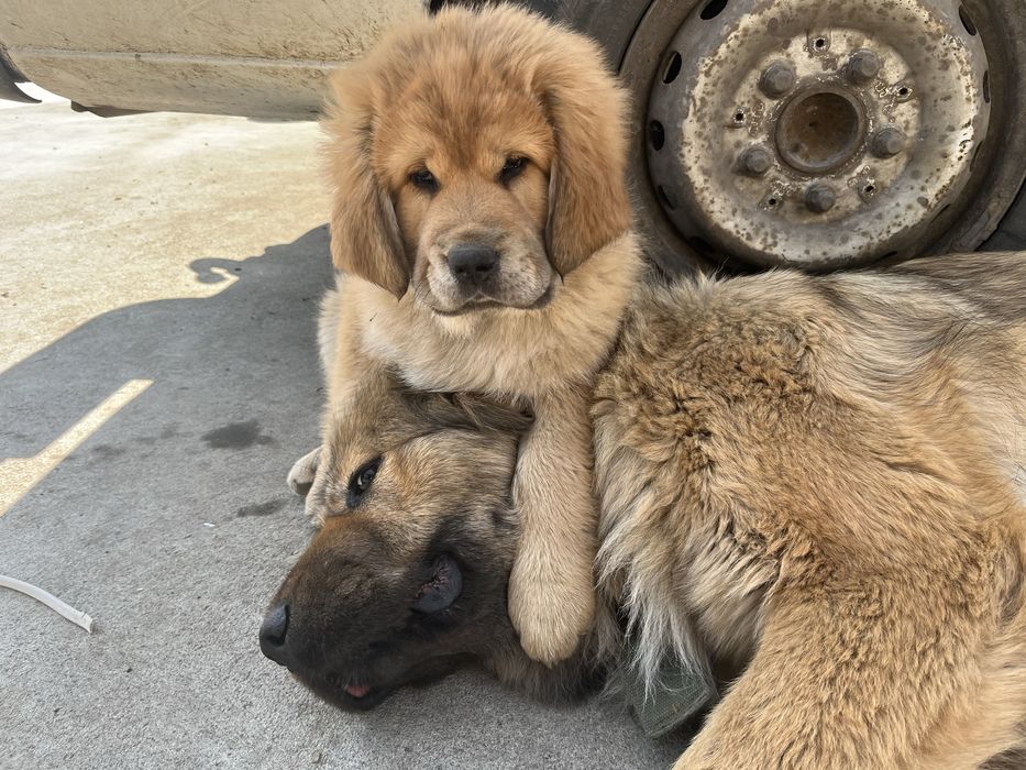 Nerwa mastif tybetański szczenię FCI Cekcynek • OLX.pl