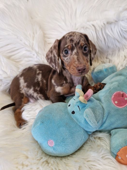 **MARLEY**jamnik miniaturowy piesek choco merle do rezerwacji ...