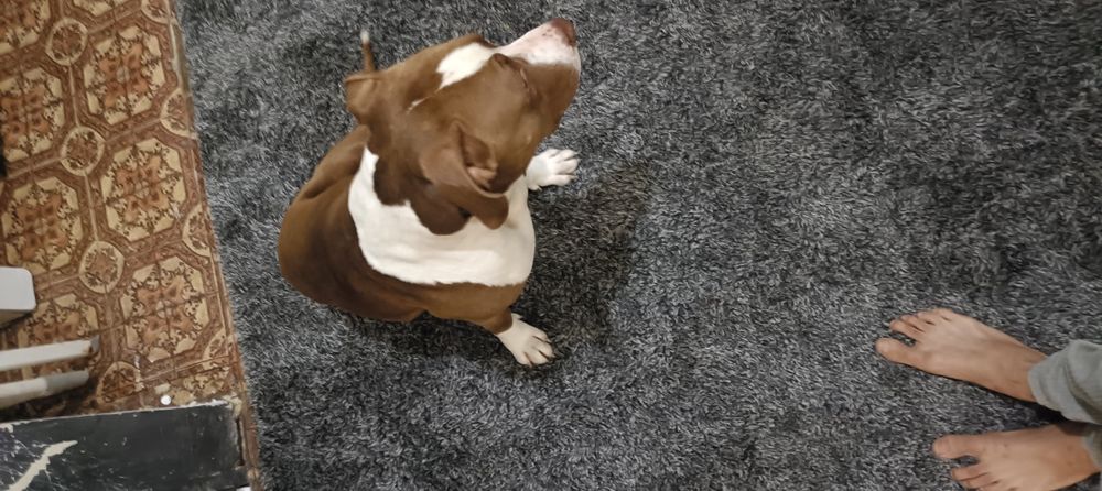 Dou red nose 9 meses Areeiro • OLX.pt