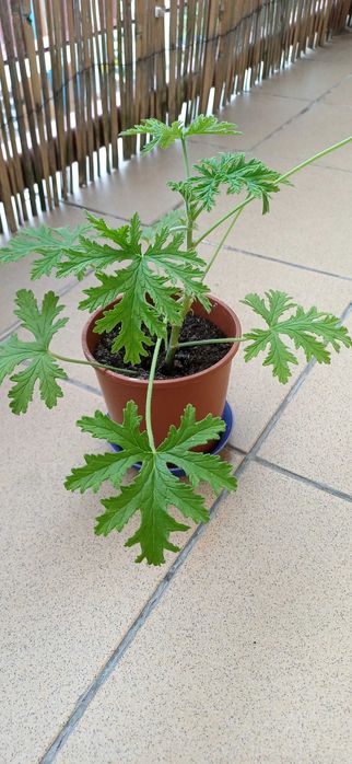 Geranium anginka cytrynka dorodne szczepki kilka szt Grójec • OLX.pl