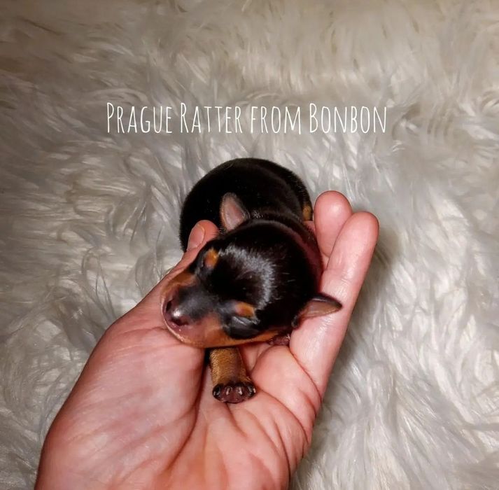 Ratlerek 1,6 kg - 1,8 kg Praski Ratler (nie pinczer miniaturowy ...