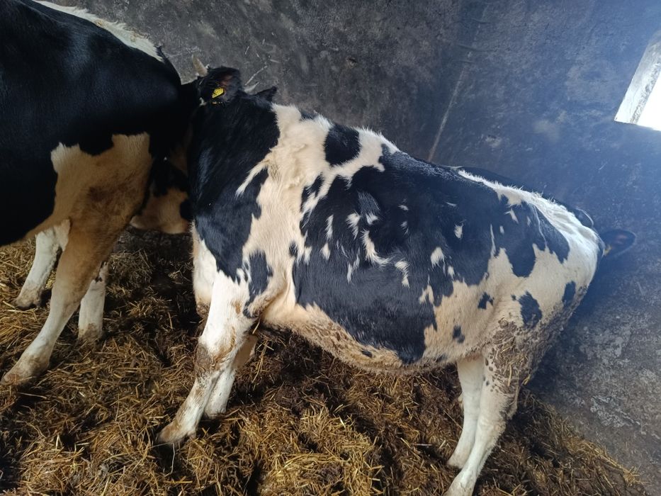 Jałówki wysokocielne hf 2 sztuki Natalin • OLX.pl