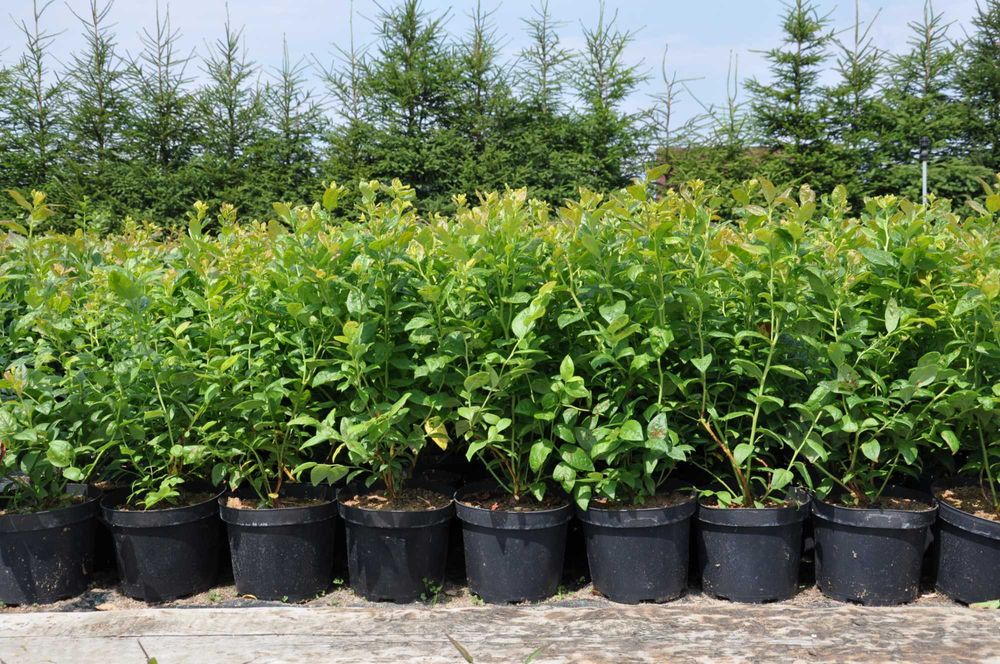 Sadzonki borówka DUKE, borówki, blueberry Grójec • OLX.pl