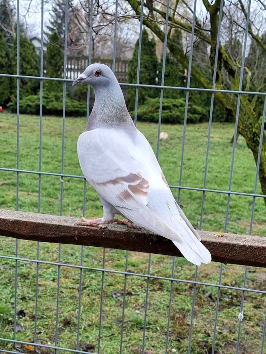 Golebie Pocztowe Płowe. Żyrardów • OLX.pl