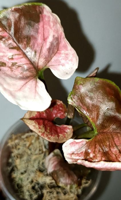 Сингониумы: White Princess, Strawberry Ice: 1 000 грн. - Кімнатні ...