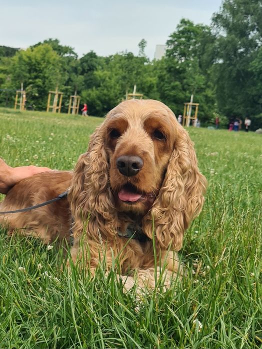 Pies cocker spaniel - pilnie do adopcji Milanówek • OLX.pl