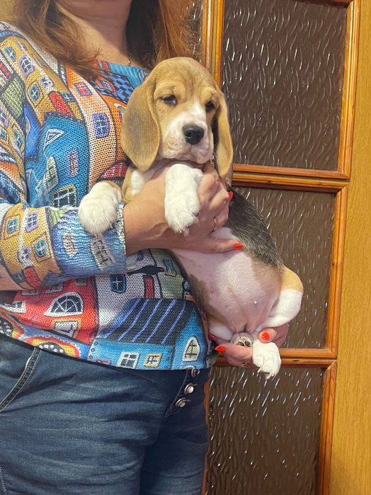 Щенки бигля из питомника Ginger Kingdom: 555 € - Собаки Харків на Olx