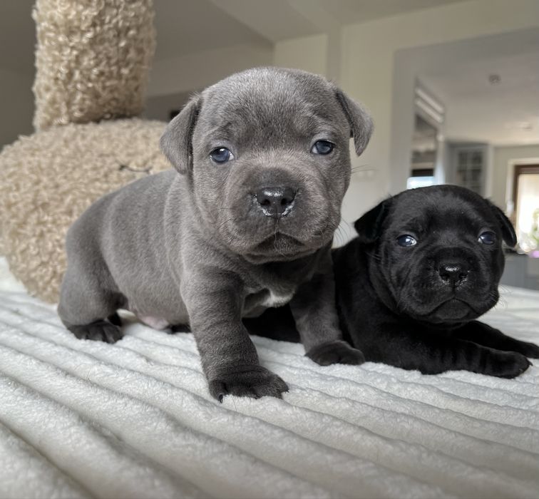Staffordshire Bull Terrier -Staffik Kępno • OLX.pl