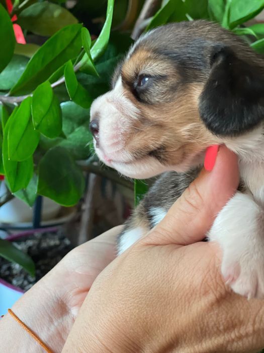 Щенки бигля из питомника Ginger Kingdom: 555 € - Собаки Харків на Olx