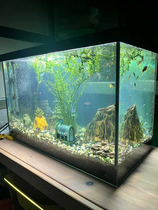 Akwarium Aquael 90l + rośliny + ozdoby + podłoża + rybki – komplet ...