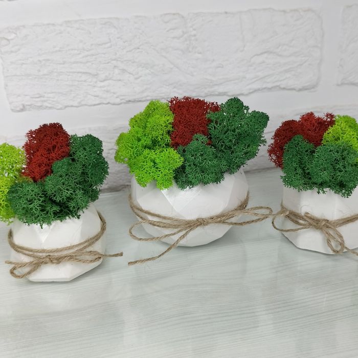 Стабілізований мох в гіпсових кашпо 60 грн Кімнатні рослини Тернопіль на Olx