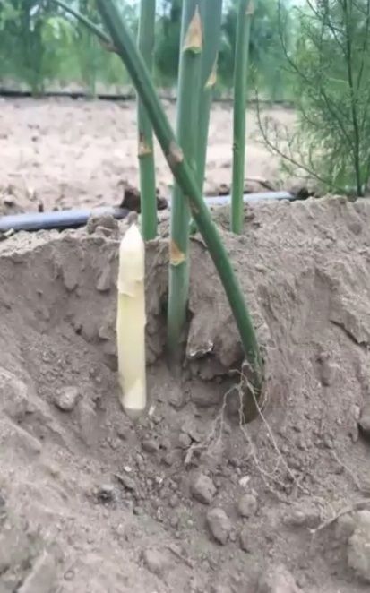 Спаржа саджанці купити з ЄС саженцы спаржи аспарагус: 36 грн. - Сад ...